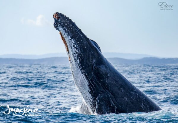 Marine Studies in Port Stephens » The Retreat Port Stephens